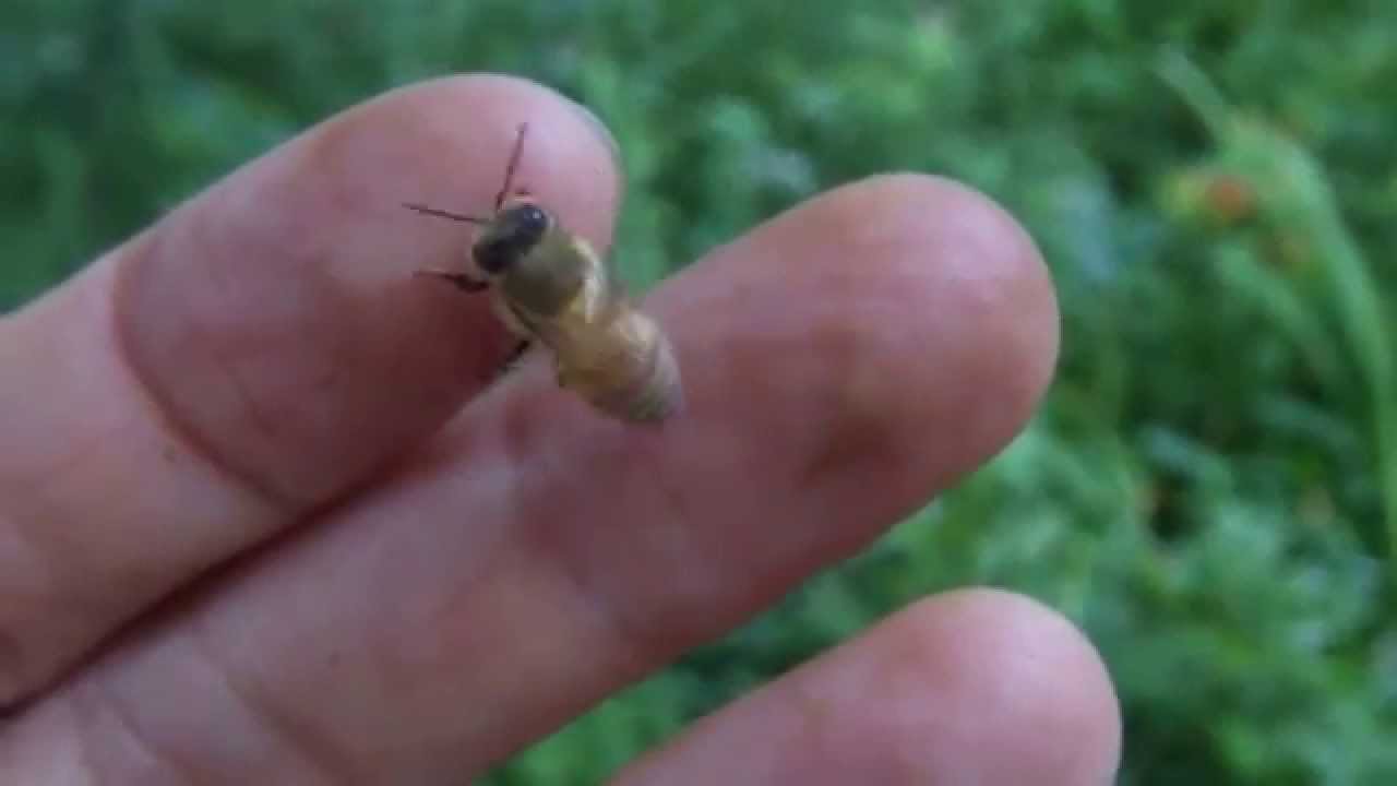 Can bees walk? [2022] 🐬 | Animalia-life.club