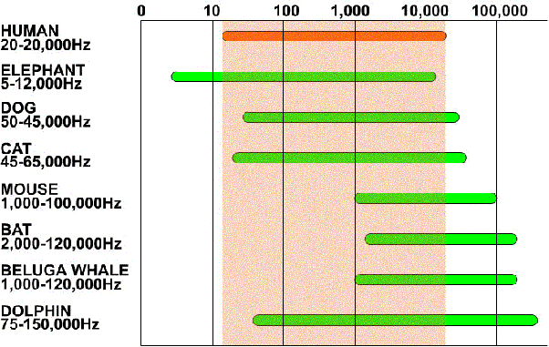 Do animals hear higher frequencies than humans? [2022] 🐬 | Animalia ...
