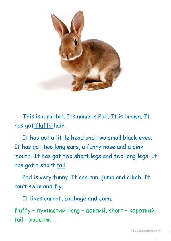 How can you describe rabbits? [2022] 🐬 | Animalia-life.club