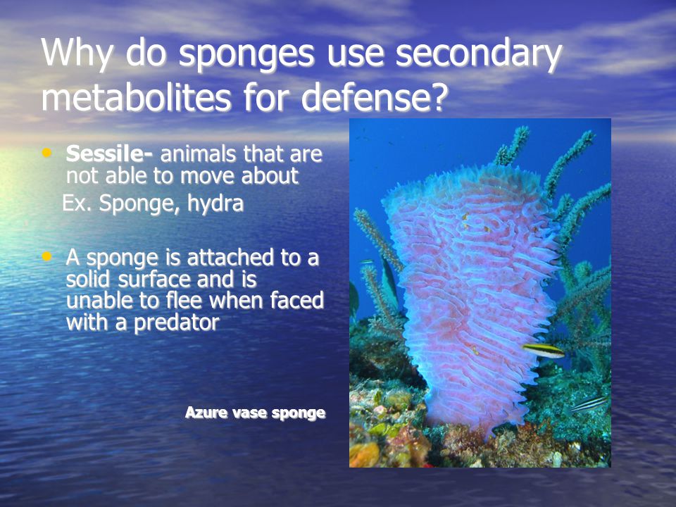 How does the Demosponge defend itself? [2022] 🐬 | Animalia-life.club
