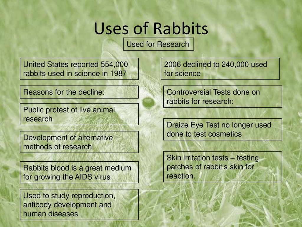 What are 5 uses for rabbits? [2022] 🐬 | Animalia-life.club