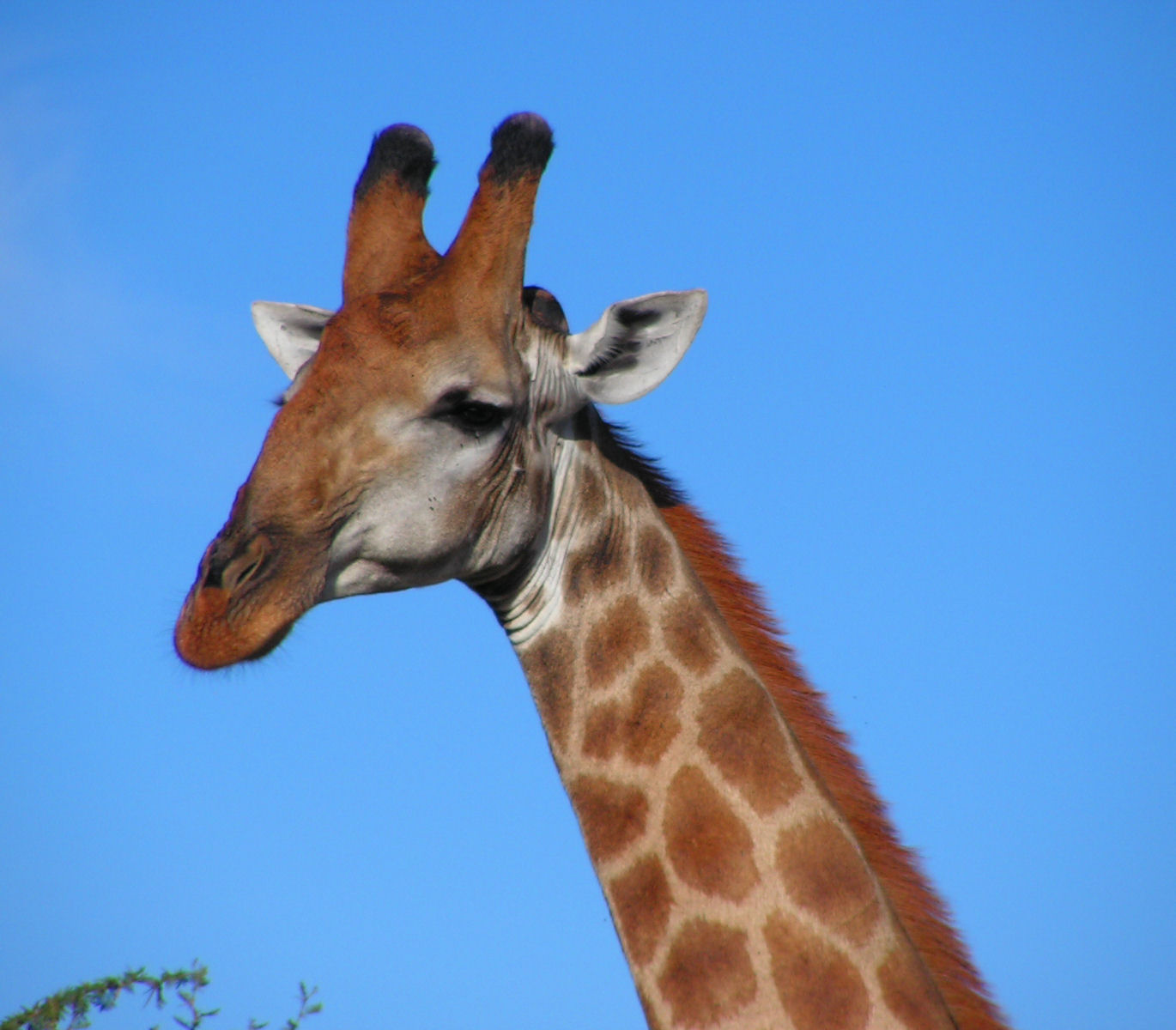 What Are Ossicones Used For 2022 Animalia life club