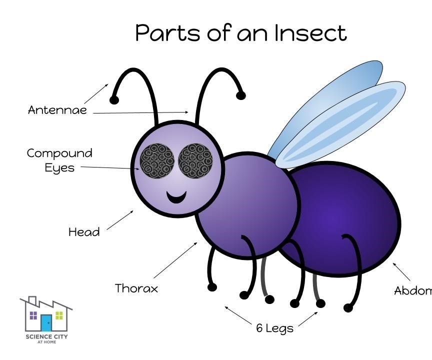 What Are The 6 Parts Of An Insect 2022 Animalia life club