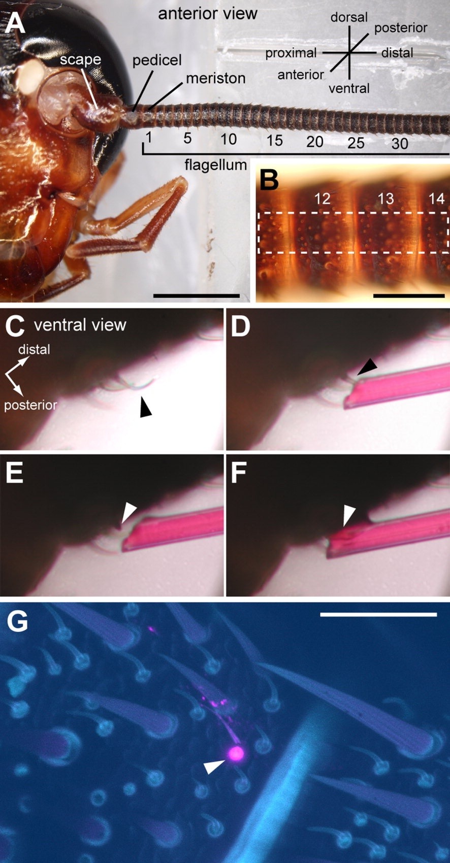 What happens if you cut a cockroach antenna? [2022] 🐬 | Animalia-life.club