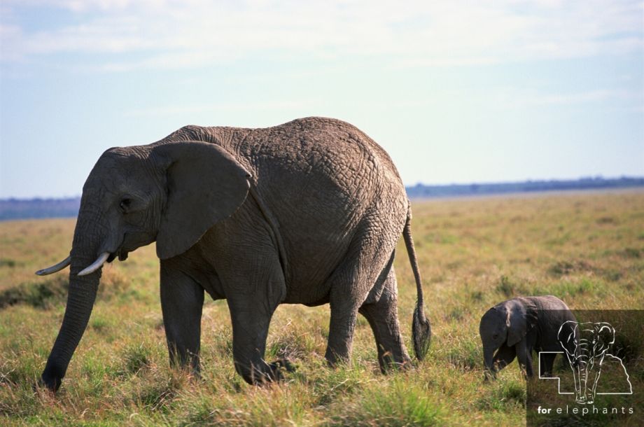 What is a mature female elephant called? [2022] 🐬 | Animalia-life.club