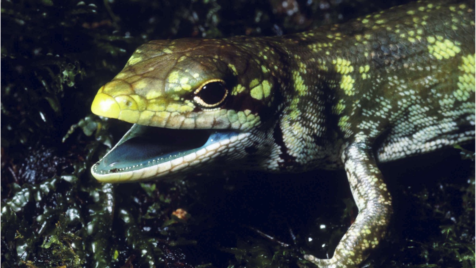 What is special about reptile blood? [2022] 🐬 | Animalia-life.club