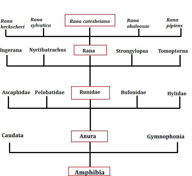 What is the classification of bullfrog? [2022] 🐬 | Animalia-life.club