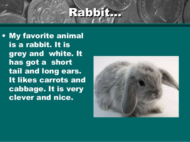 Why rabbit Is your Favourite animal? [2022] 🐬 | Animalia-life.club